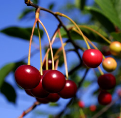 Nursery Plants: The kind of Bing Cherry Tree