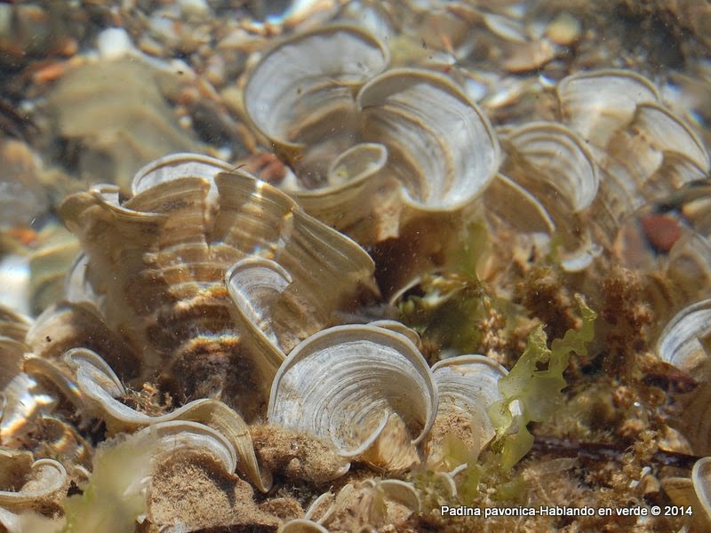 Hablando en verde: Padina pavonica