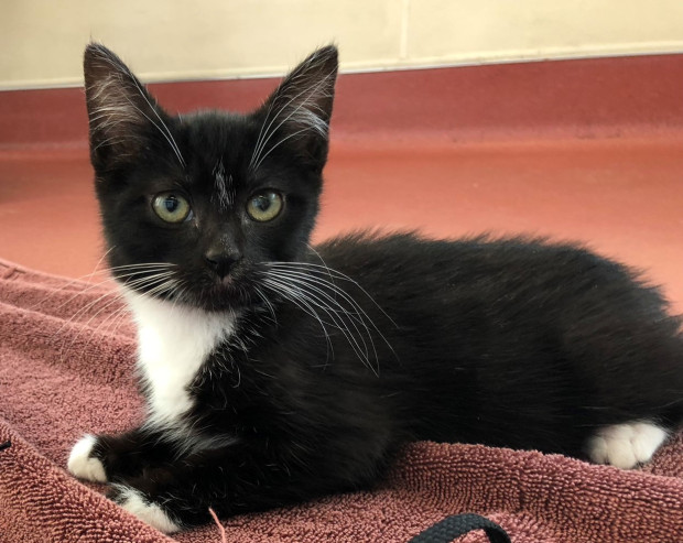 Top 10 good cute kitten images,greetings,pictures for whatsapp ...