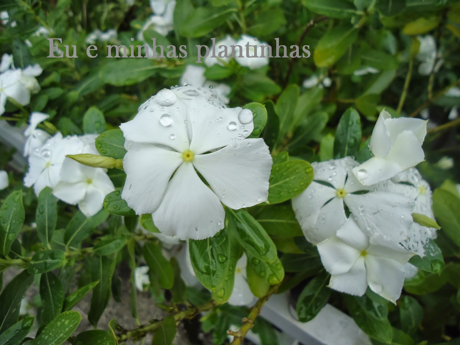 Eu e minhas plantinhas: Vinca (Cantharanthus roseus).