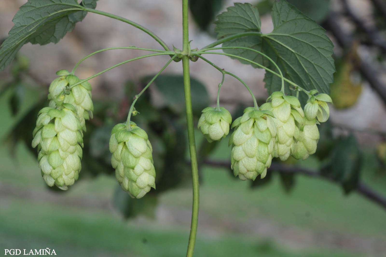 HUMULUS LUPULUS. lúpulo.