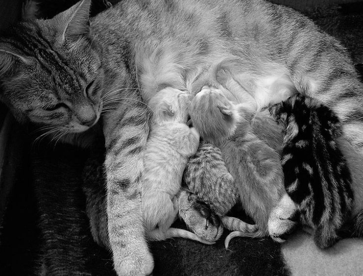 Como se reproduce un gato - Animaleando