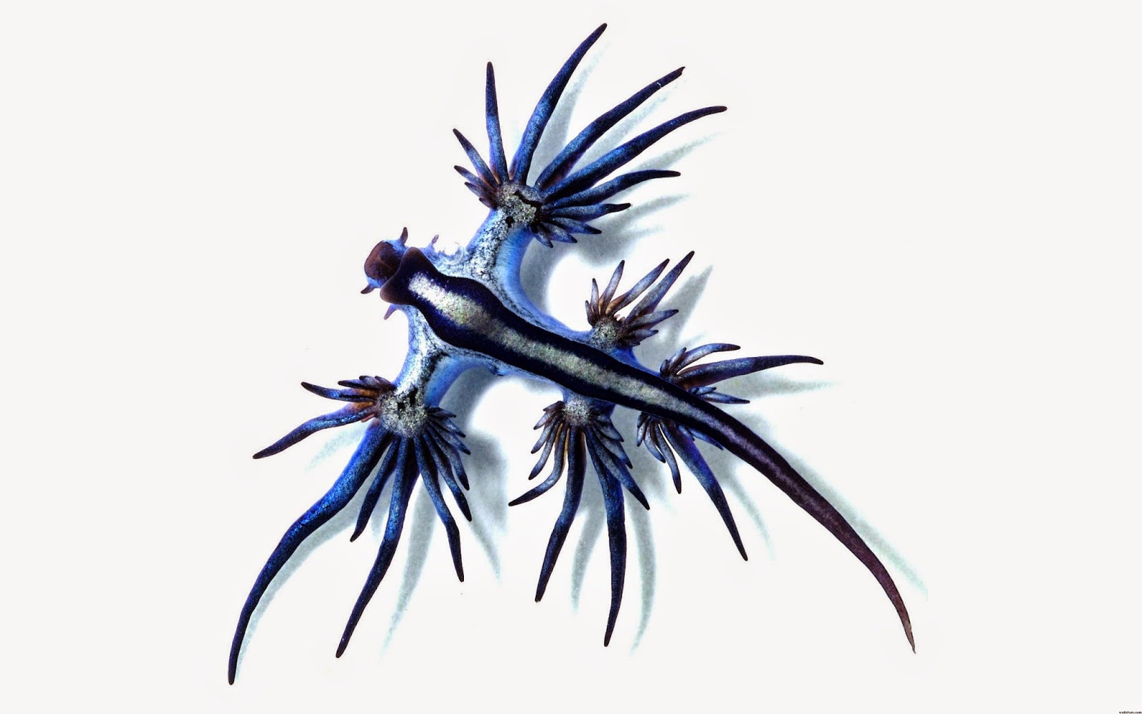 ΘΑΛΑΣΣΙΟ ΧΕΛΙΔΟΝΙ (GLAUCUS ATLANTICUS) photos - wallpapers (ανανεωμένο ...