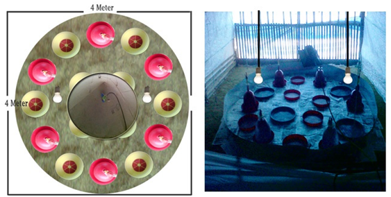 Pemanas Gas Ayam; Pentingnya Manajemen Brooding