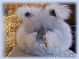 háziállatblog: Angóra nyúl