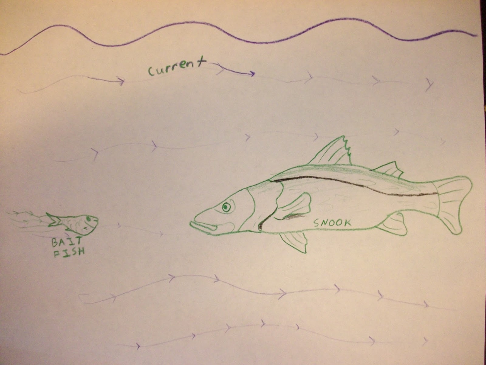 Brian's Fishing Stories, Tips, and Tricks: How to Catch Snook