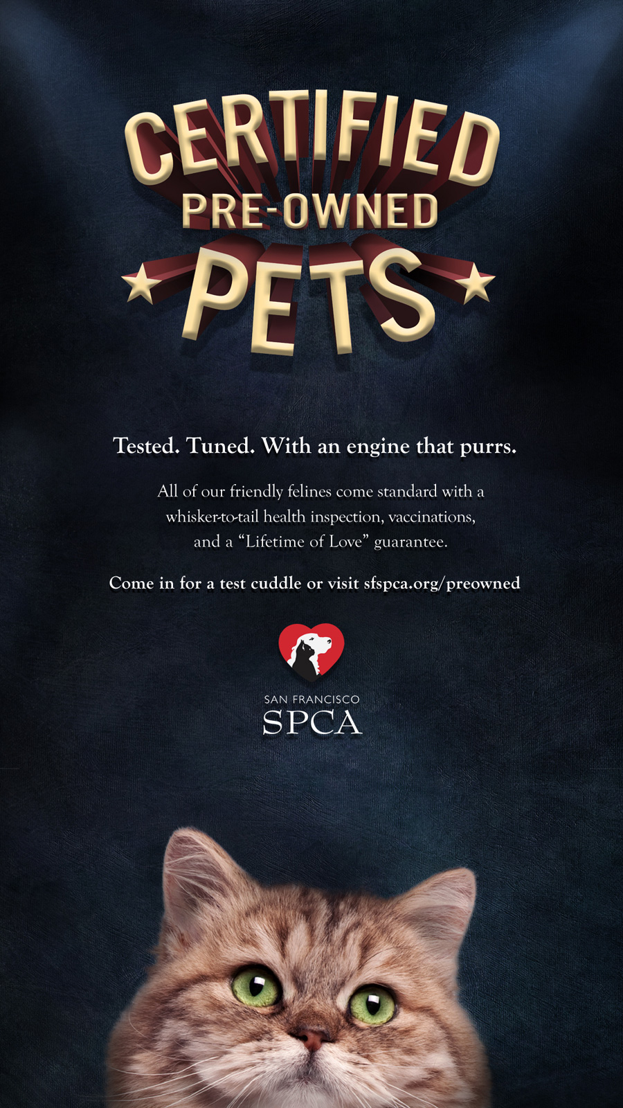 Catsparella: San Francisco SPCA Encourages "Test Cuddles" with ...
