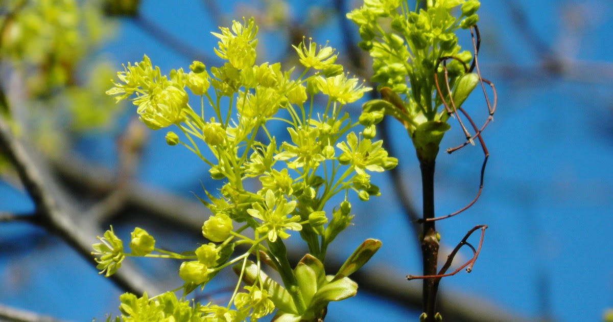 LA MULTI ANI, ROMANIA!: Artar inflorit