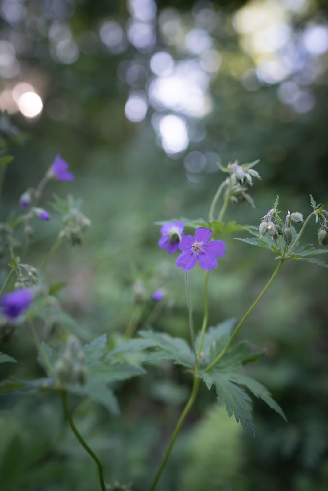 Valkoinen Puutalokoti: Kukkameri