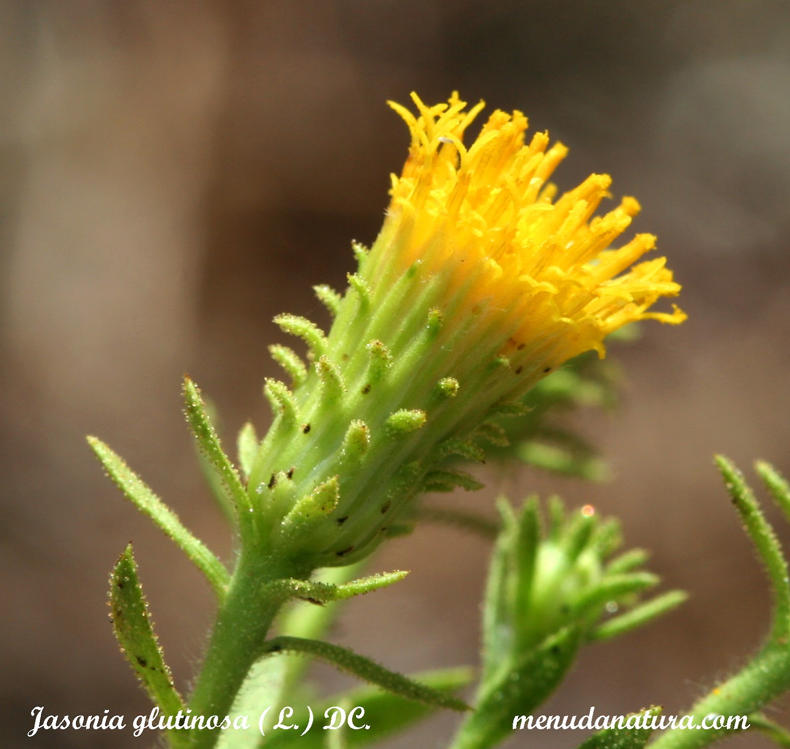Menuda Natura: Jasonia glutinosa (L.) DC.