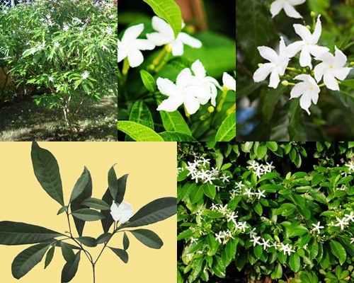 Science in Nature: INDIGENOUS MEDICINAL PLANTS AND PRACTICES IN ...