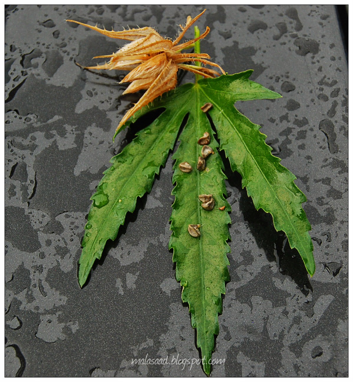 My Green Eye's: Hibiscus Cannabinus - Kenaf