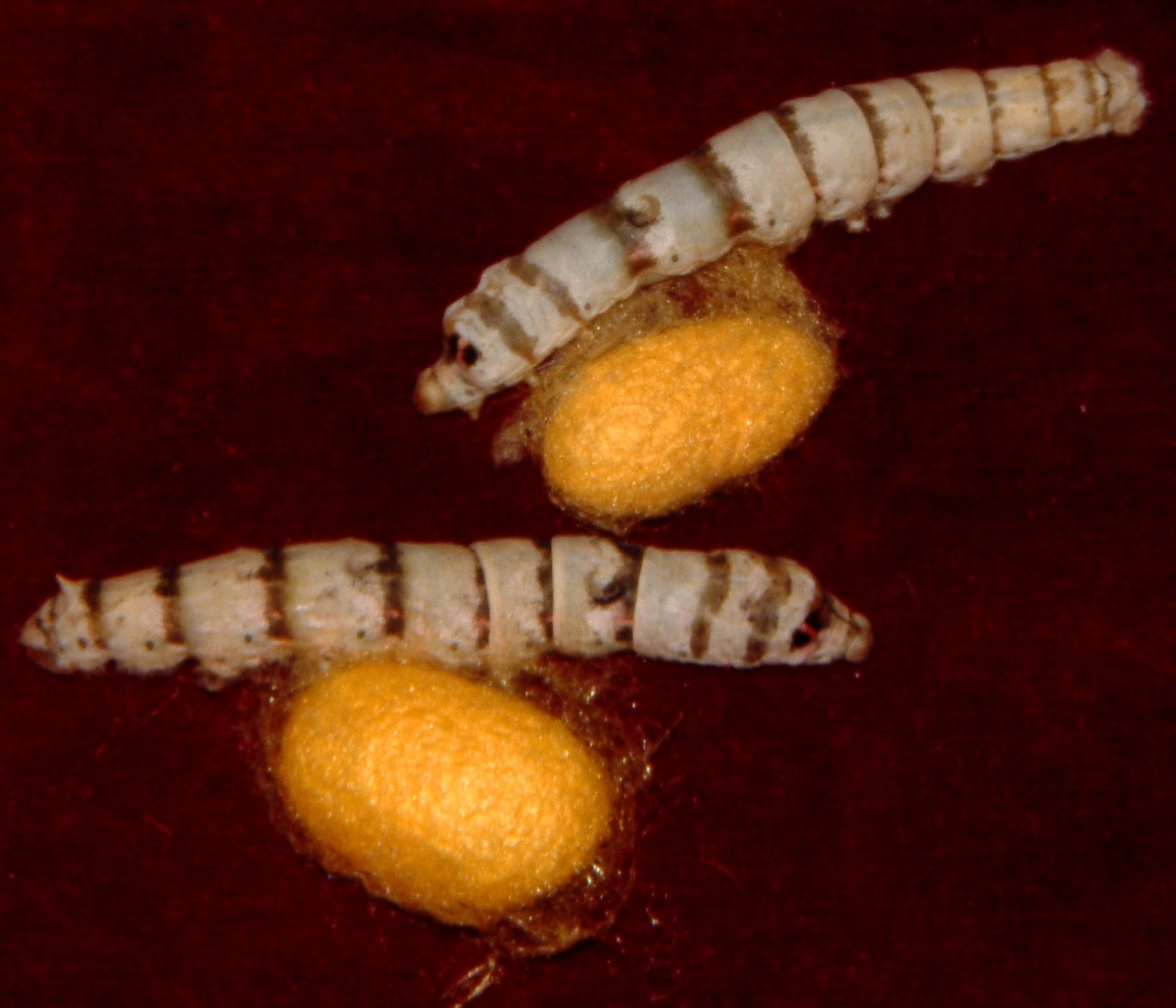 Rope Yarn Corner: SILKWORMS