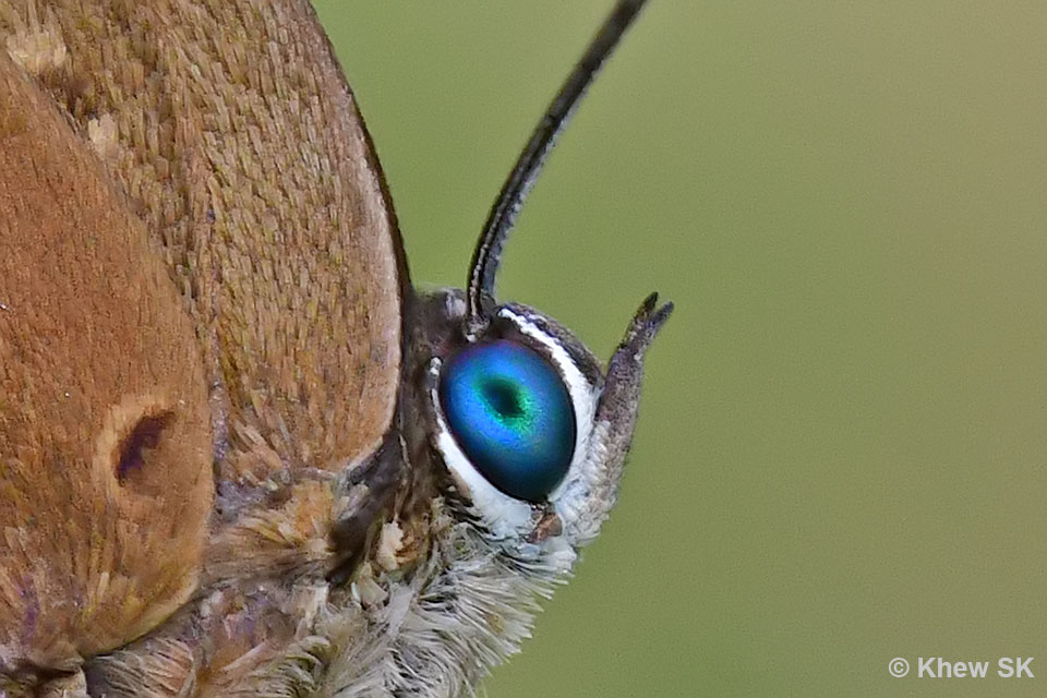 Butterflies of Singapore: The Butterfly Labial Palps