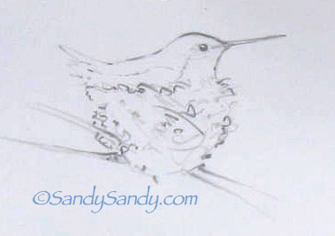 *Sketching Every Day*: Hummingbird Sitting On Nest