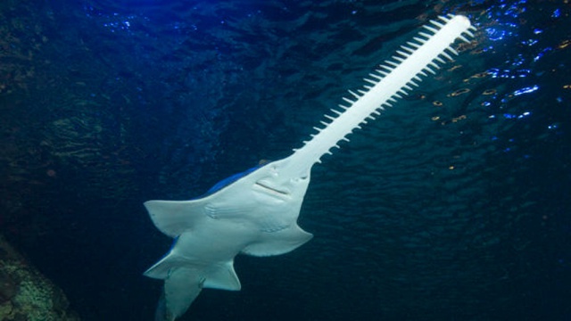 ZA FISH ACTION: Freshwater Sawfish (Pristis microdon), Ikan Gergaji Air ...