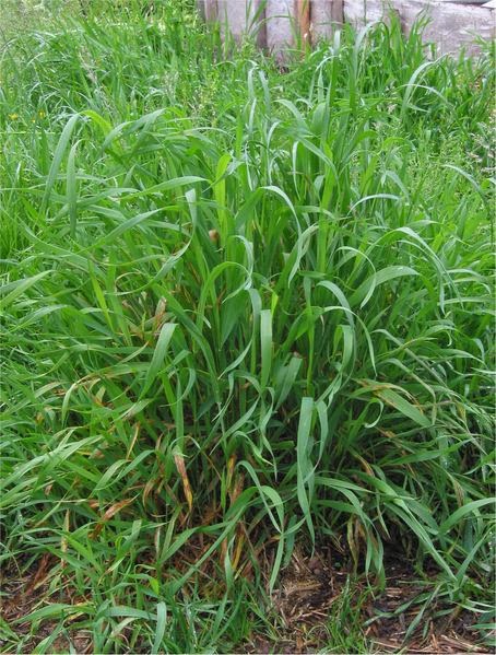 Couch Grass ~ Sanatory Plants