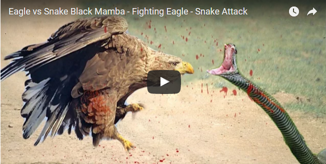 Eagle vs Snake Black Mamba - Fighting Eagle - Snake Attack - prumphearin