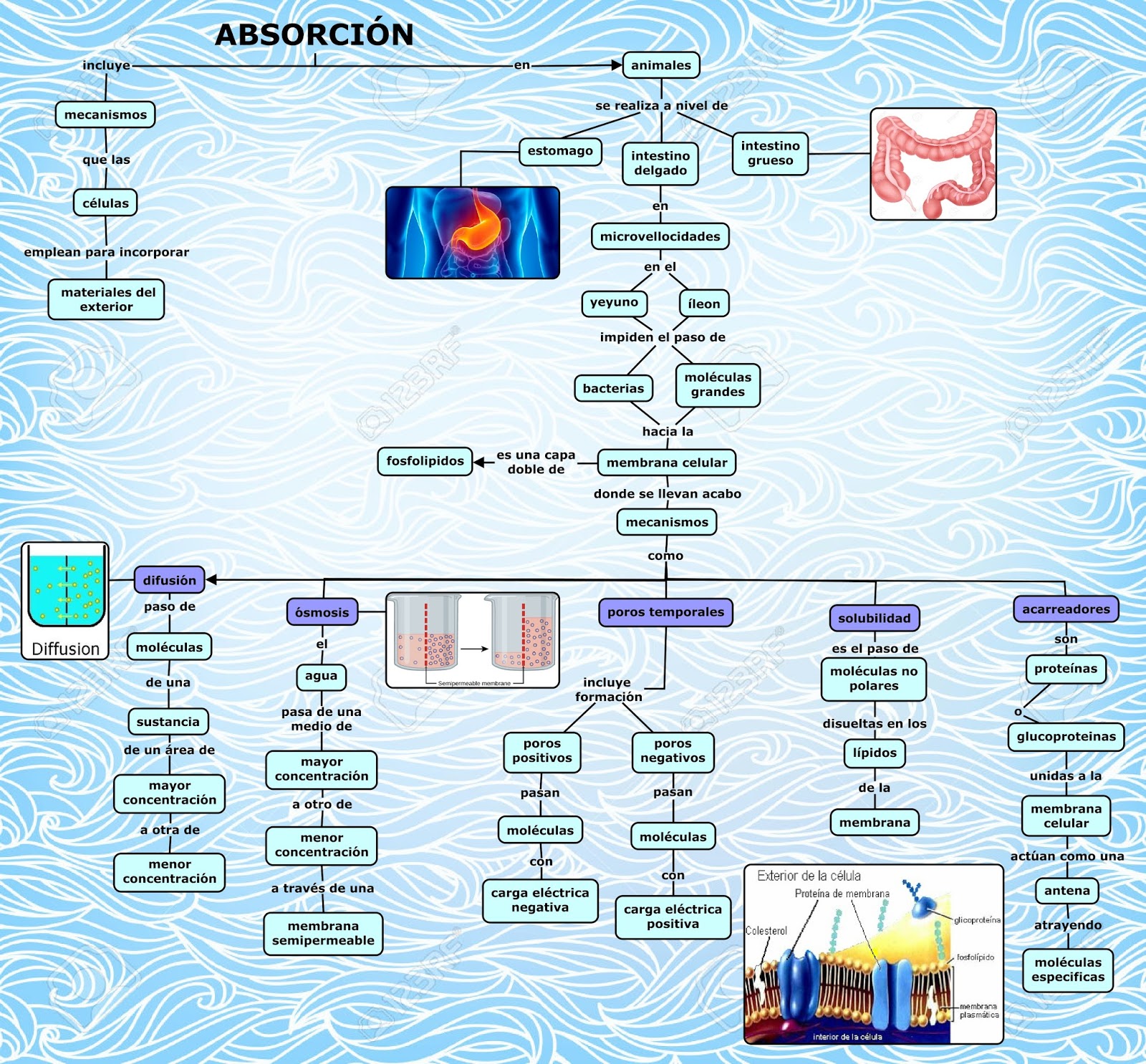 Biología III: Mapa conceptual 3: ¿Qué se entiende por absorción?