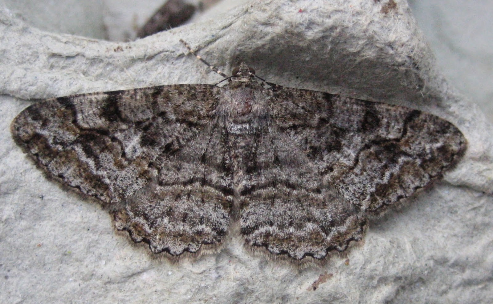 Martin's Moths: White rabbits! And some white moths. And many other ...