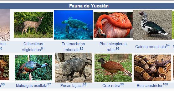 Yucatán : Flora y fauna