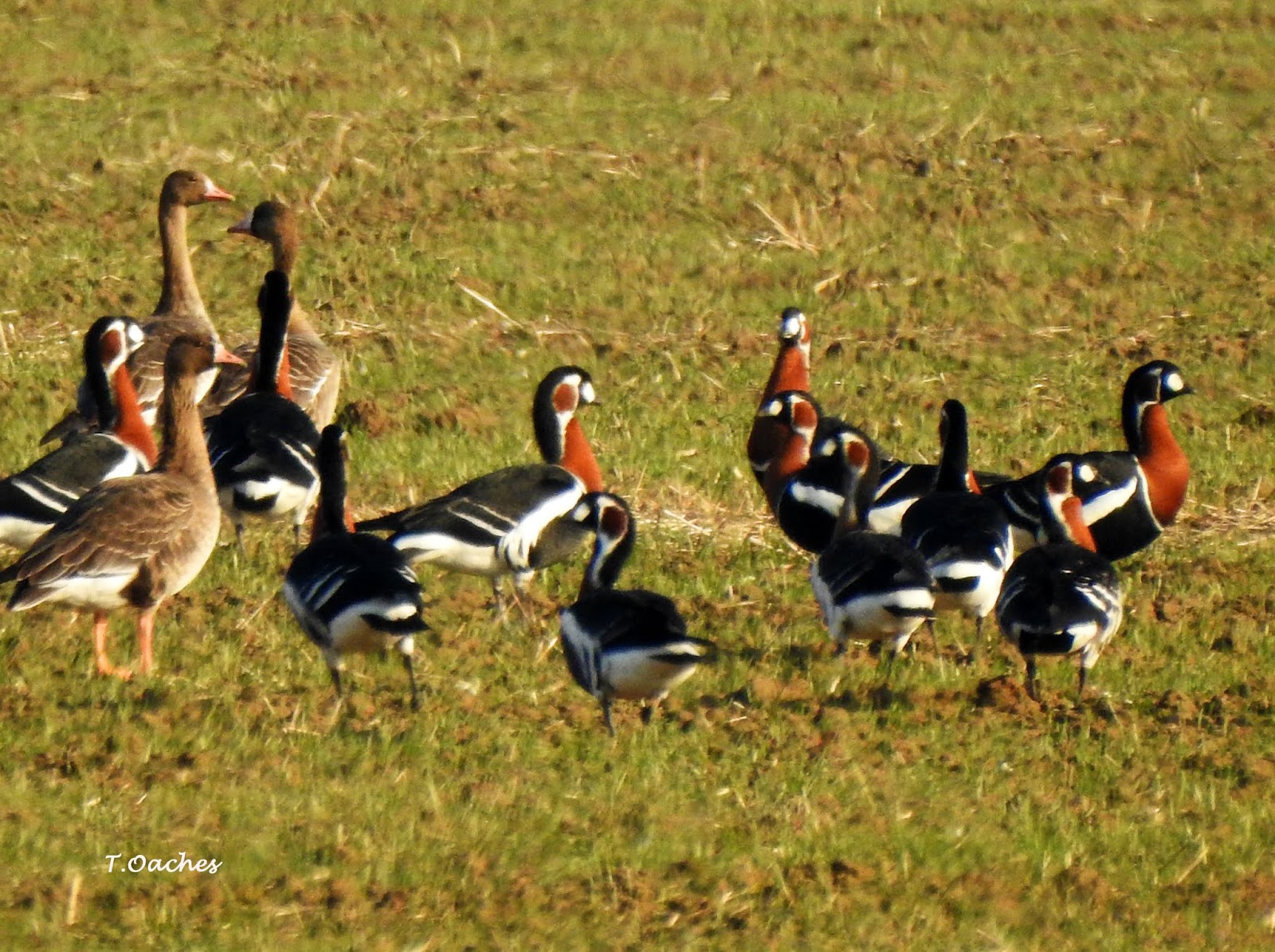 PASARI DIN ROMANIA: GASCA CU GAT ROSU, Branta ruficollis