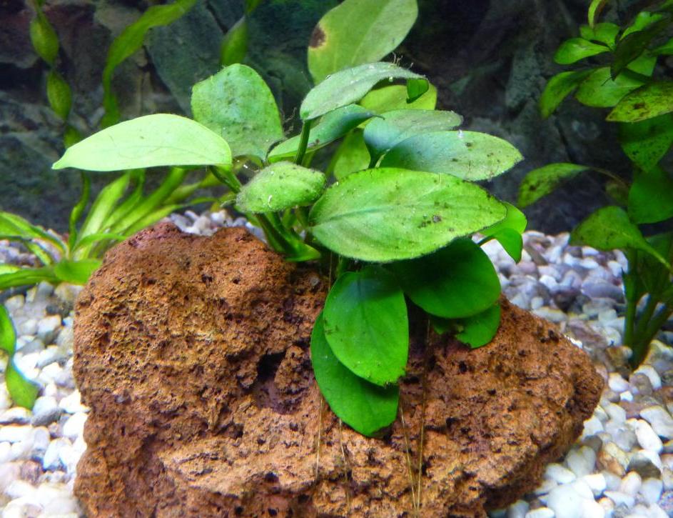 AQUATIC PLANT - Anubias barteri var. nana ~ The Fancy Flora