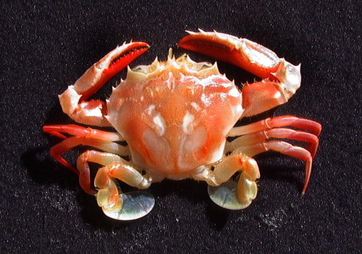 All Awares: Crab fish with orange colour in beautiful shape, Photo of ...