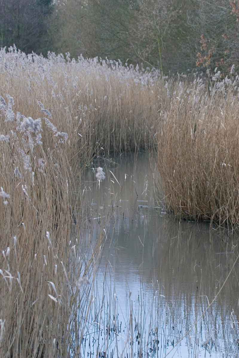 Norfolk Wildlife Trust: 100 Species, Number 2: Norfolk Reed