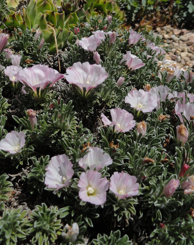 Prairiebreak: alpines