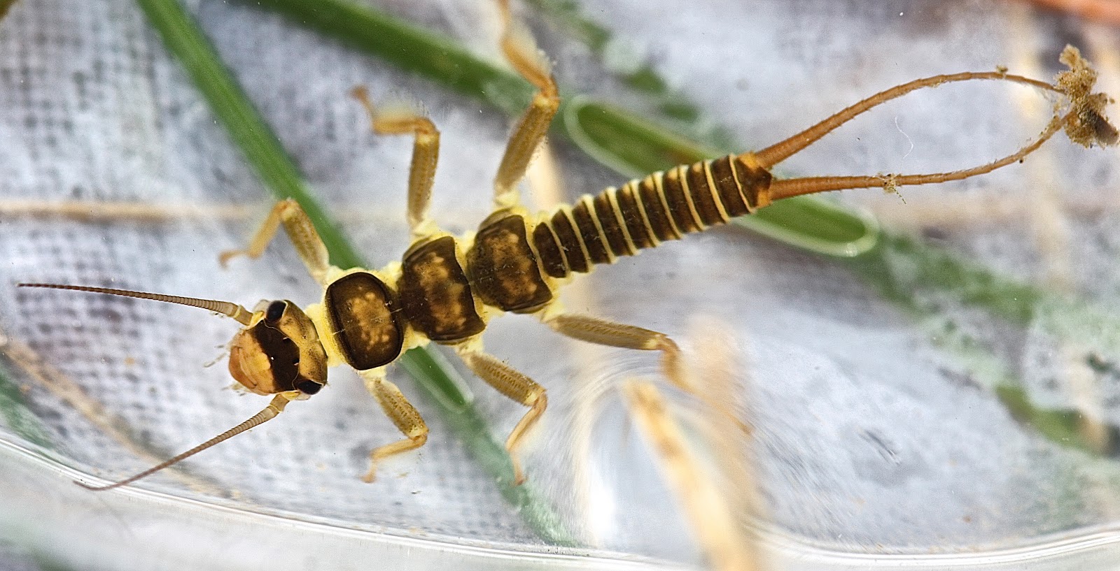 Aquatic Insects of Central Virginia: Winter Insects at the Lynch River