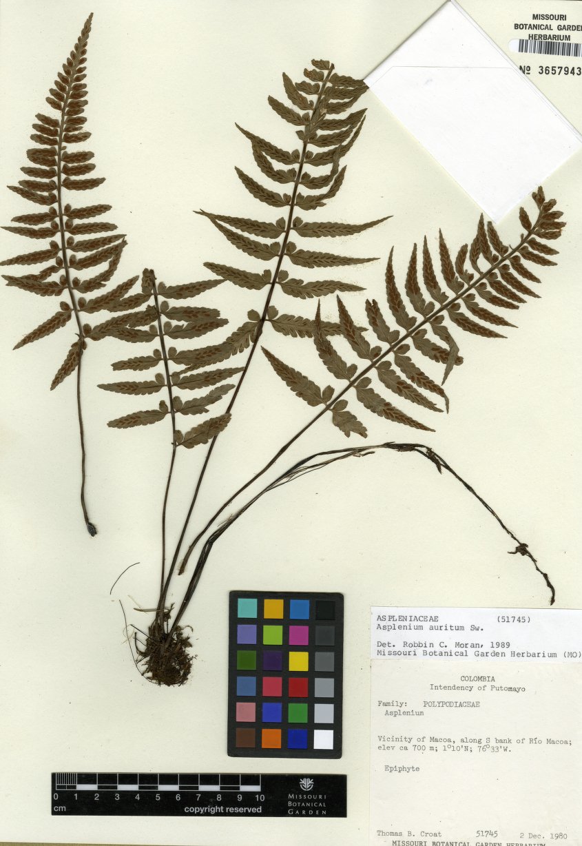 FAMILIA DE HELECHOS EN PUERTO RICO: ASPLENIACEAE ASPLENIUM Y HEMIDICTYUM