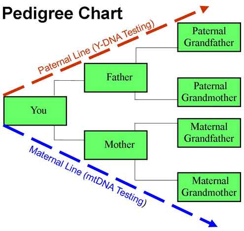 Lucas and Cummins Heritage: Lucas and Cummins mitochondrial (mtDNA) | T1a1