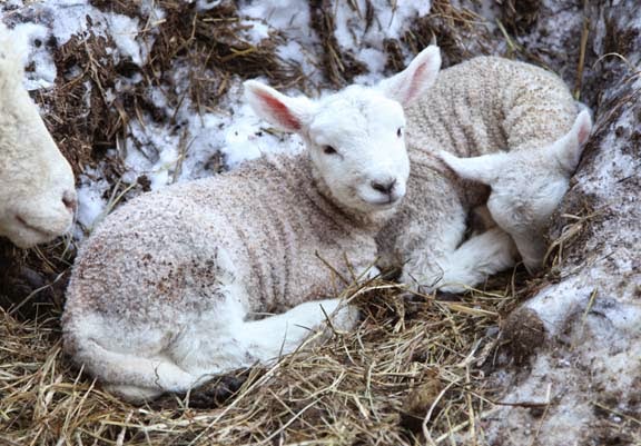 Getting Stitched on the Farm: From the Barns