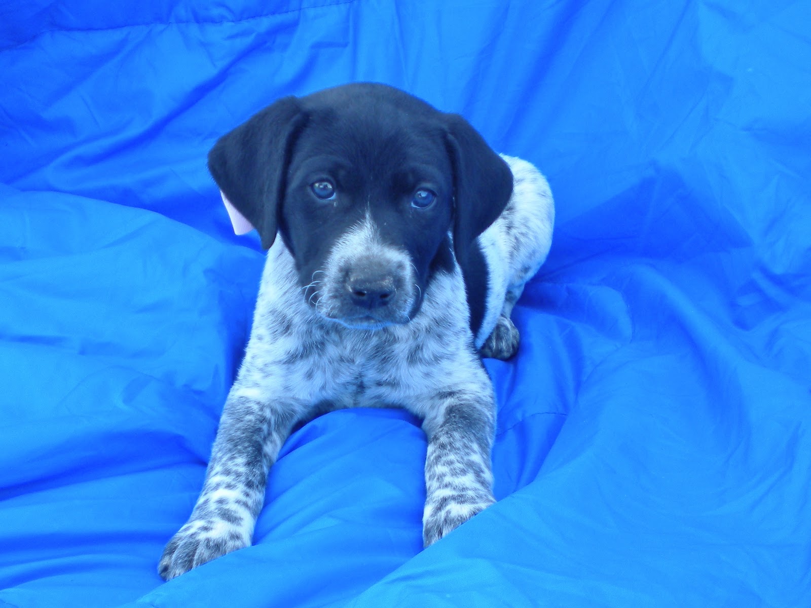 Purebred German Shorthair Puppies for sale- Stay tuned until Spring ...