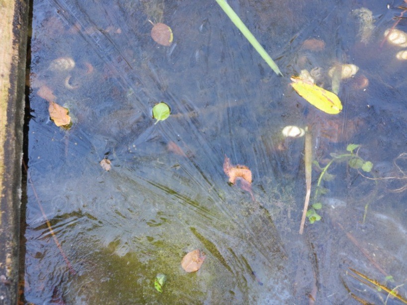 Clemmys guttata: The spotted turtle: Turtles under the ice and a surprise