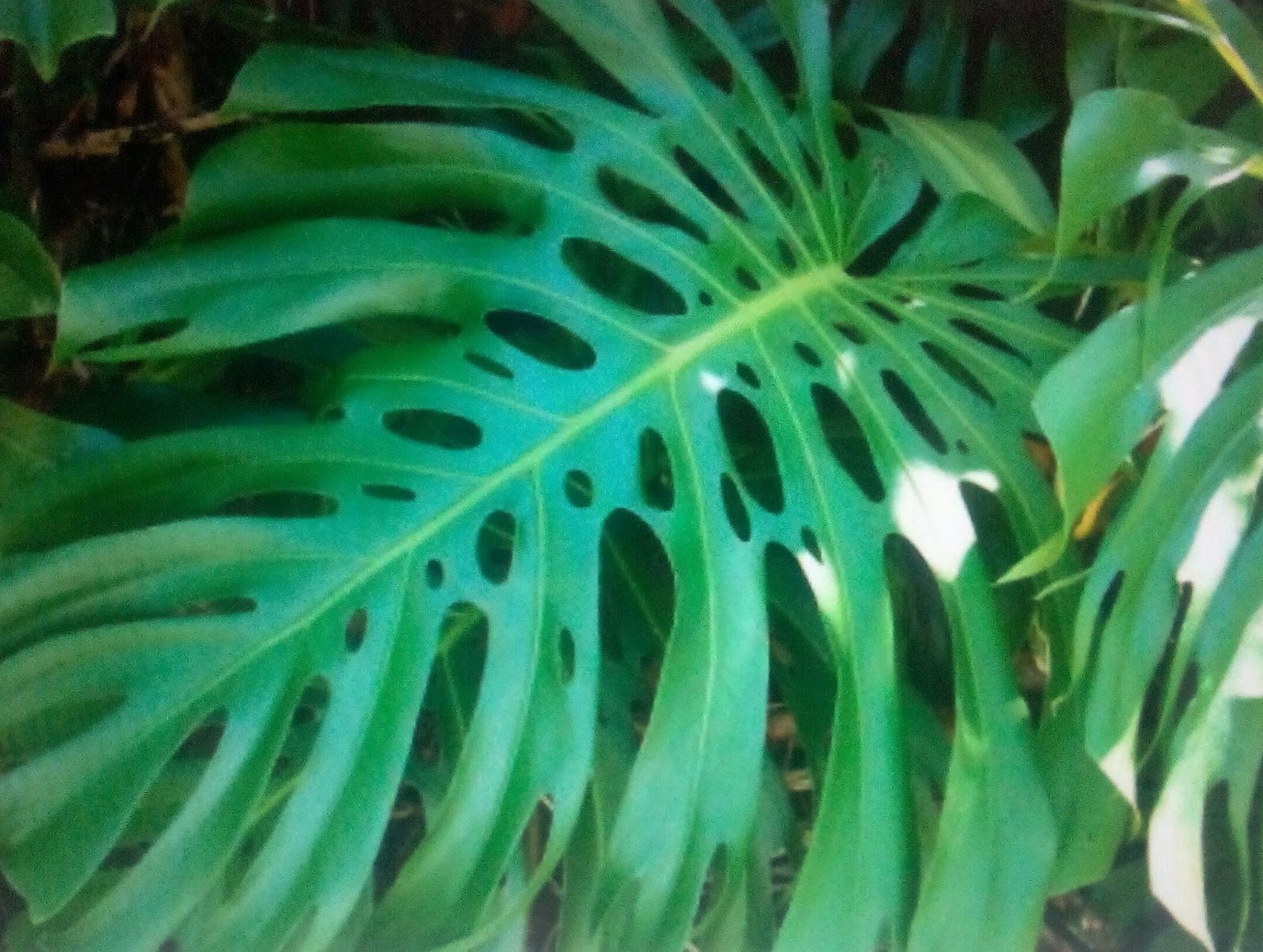 portafolio digital tecnologia informatica: CLASIFICACION DE LAS HOJAS.