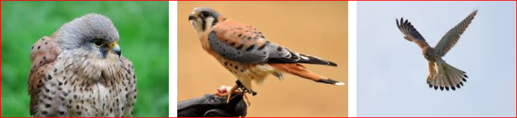 Paper craft: Kestrel - Paper crafted origami