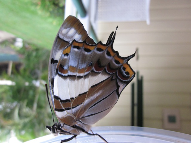 Tom and Anne's Garden: Tailed Emperor Butterfly