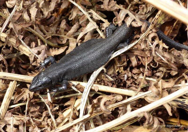 East Sussex Wanderer: Melanistic Lizard