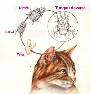 Radang Telinga (Otitis) pada Kucing - Gejala, Penyebab dan cara ...