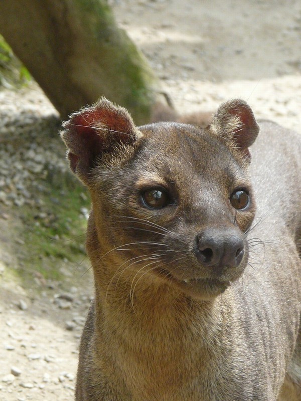 Animals of the world: Cryptoprocta ferox