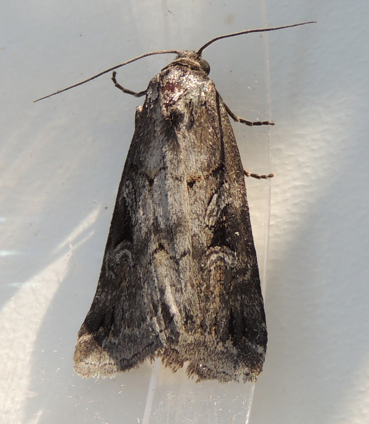 Ceredigion Moths: Anomalous