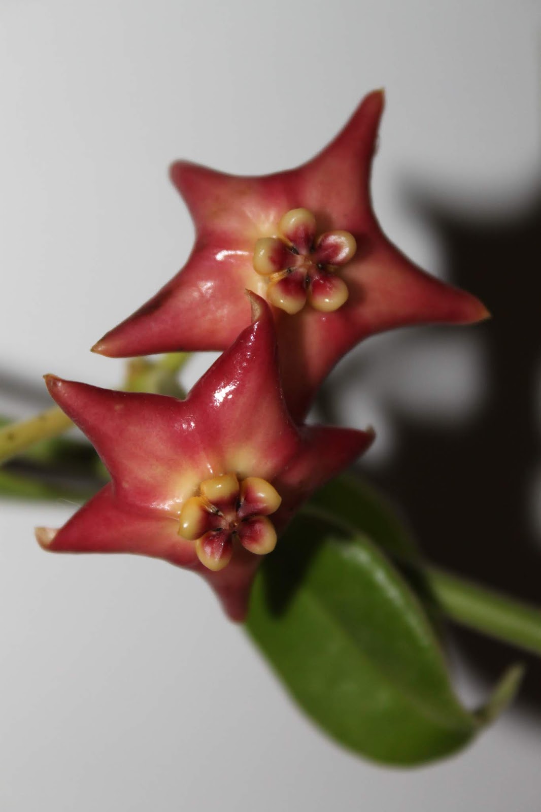 Hoyapassion: Hoya affinis . Śpieszmy się kochać ludzi...