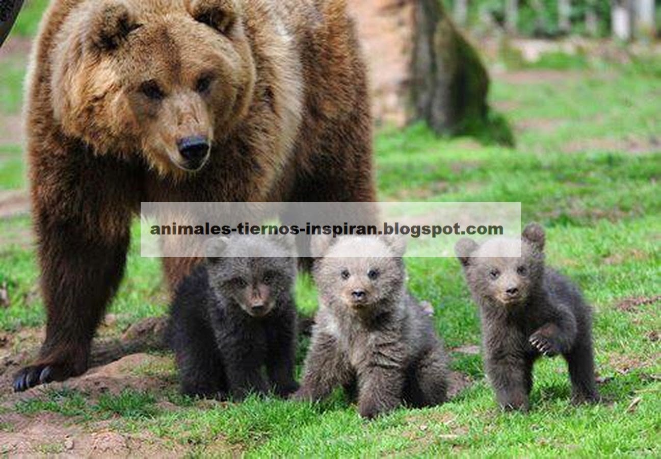 Animales Tiernos Inspiran: imagenes de animales lindos