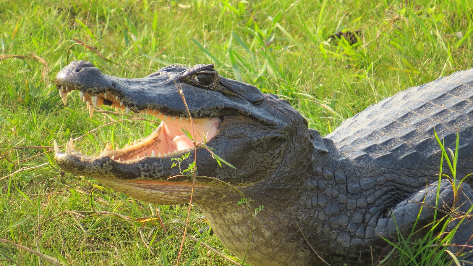 BIODIVERSIVIST: Trip to the Brazilian Cerrado and Pantanal