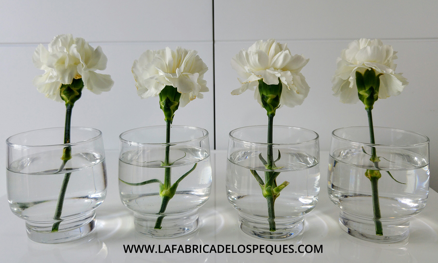 Experimento Con Colorante Vegetal Y Alimentario Cómo Obtener