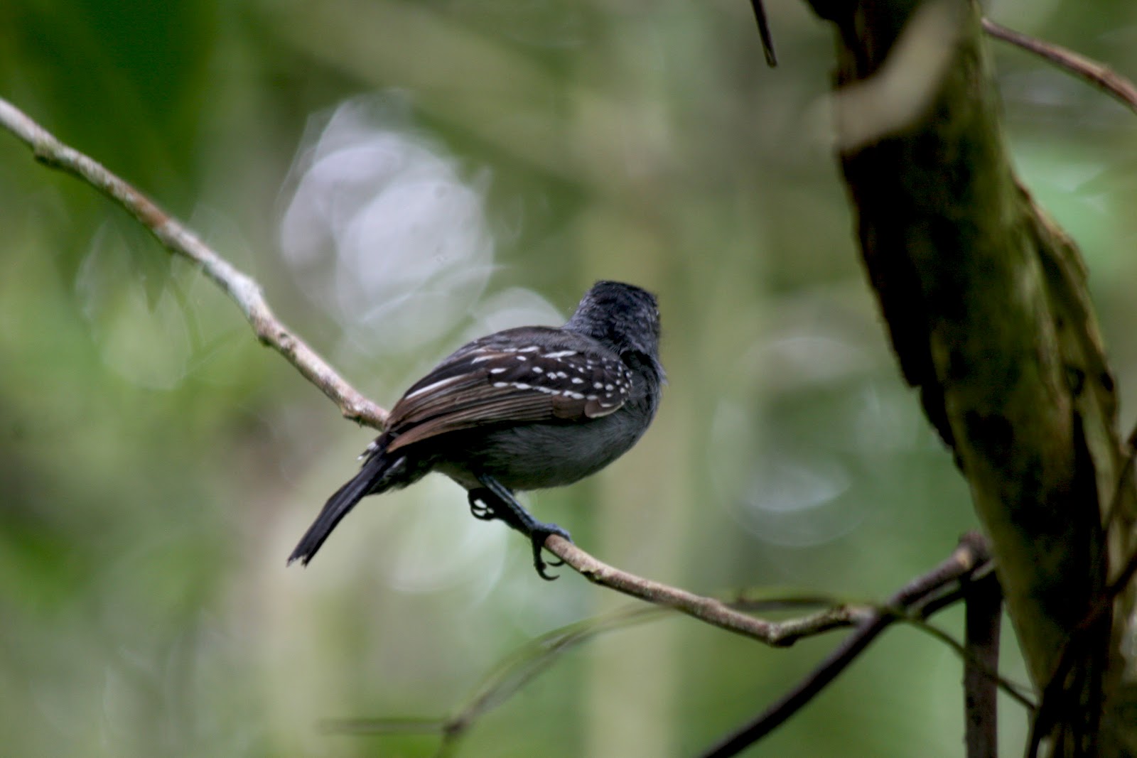Wild life: Cute Antbird | wild birds