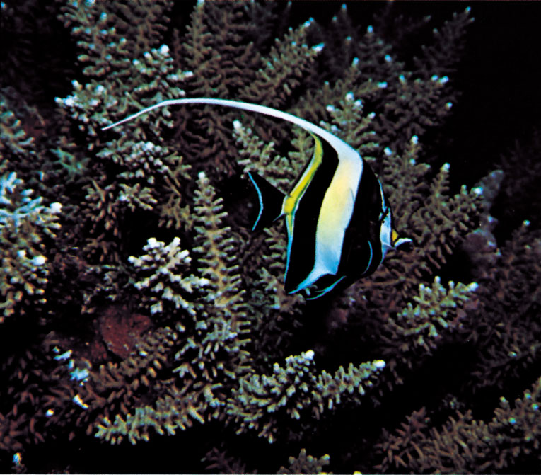 Info-Junction Blog: Moorish Idol