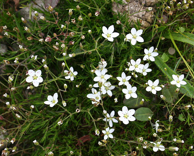 Variety of Life: Minuartia